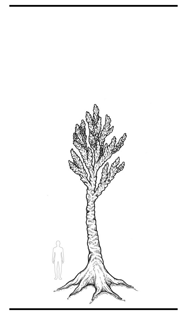 An extinct giant